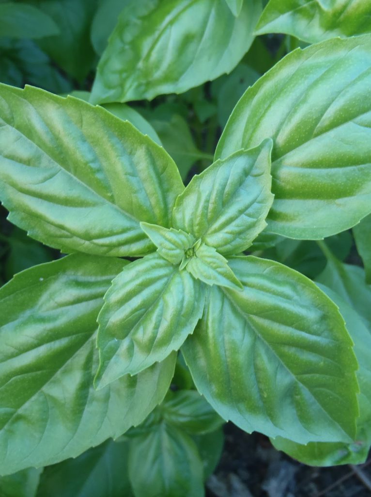Basilic Genovese - SEMENCES Le potager ornemental de Catherine