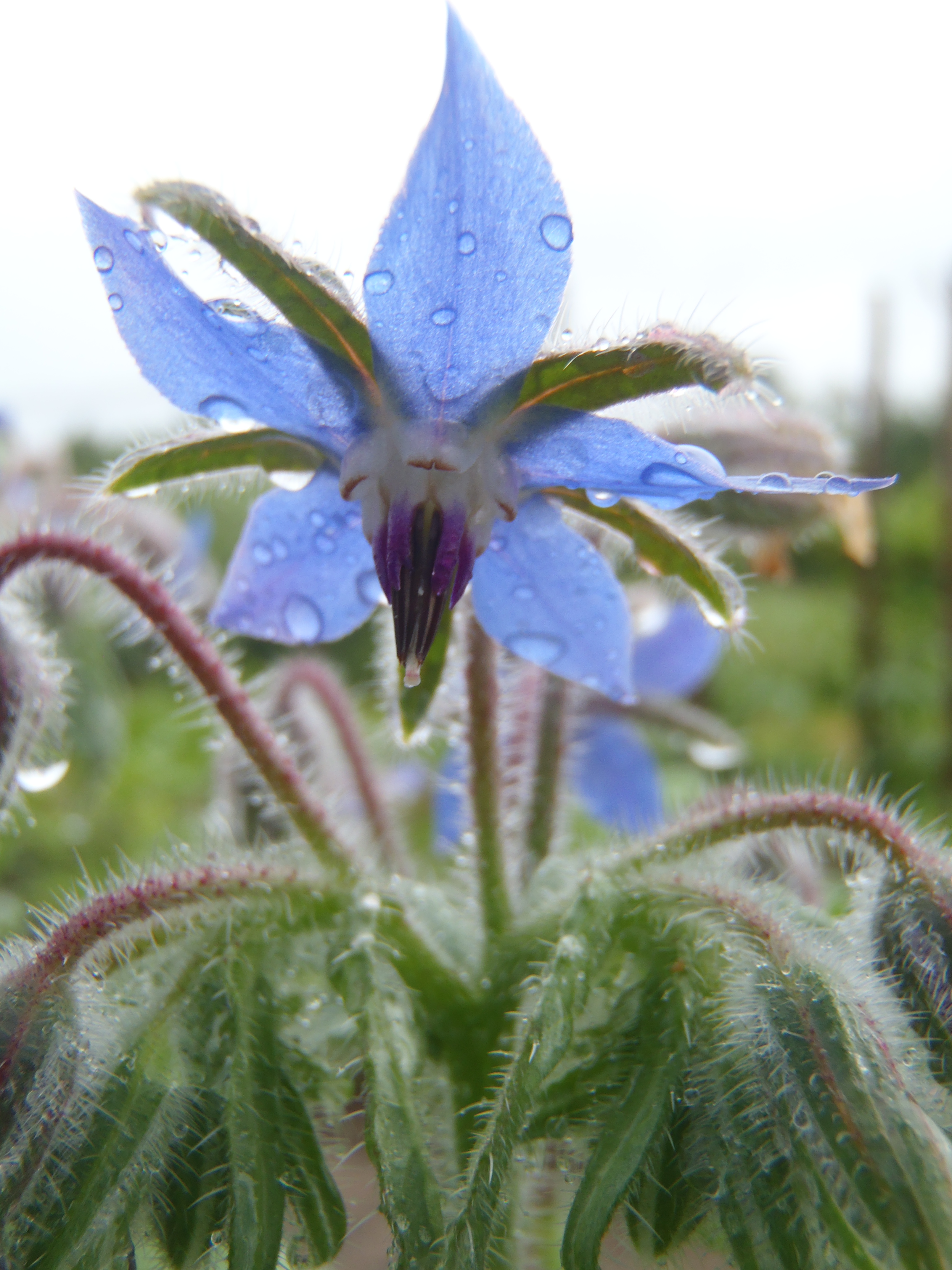 Bourrache | Le potager ornemental de Catherine