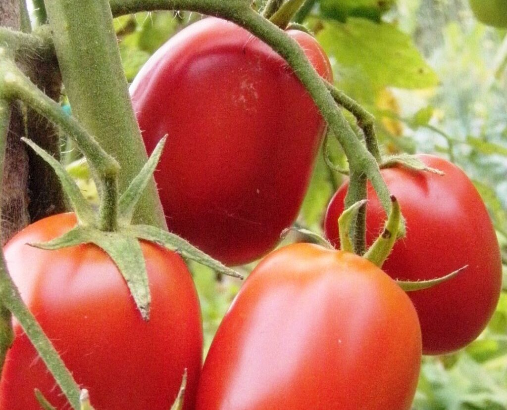 Tomato Debarao SEEDS - Le potager ornemental de Catherine