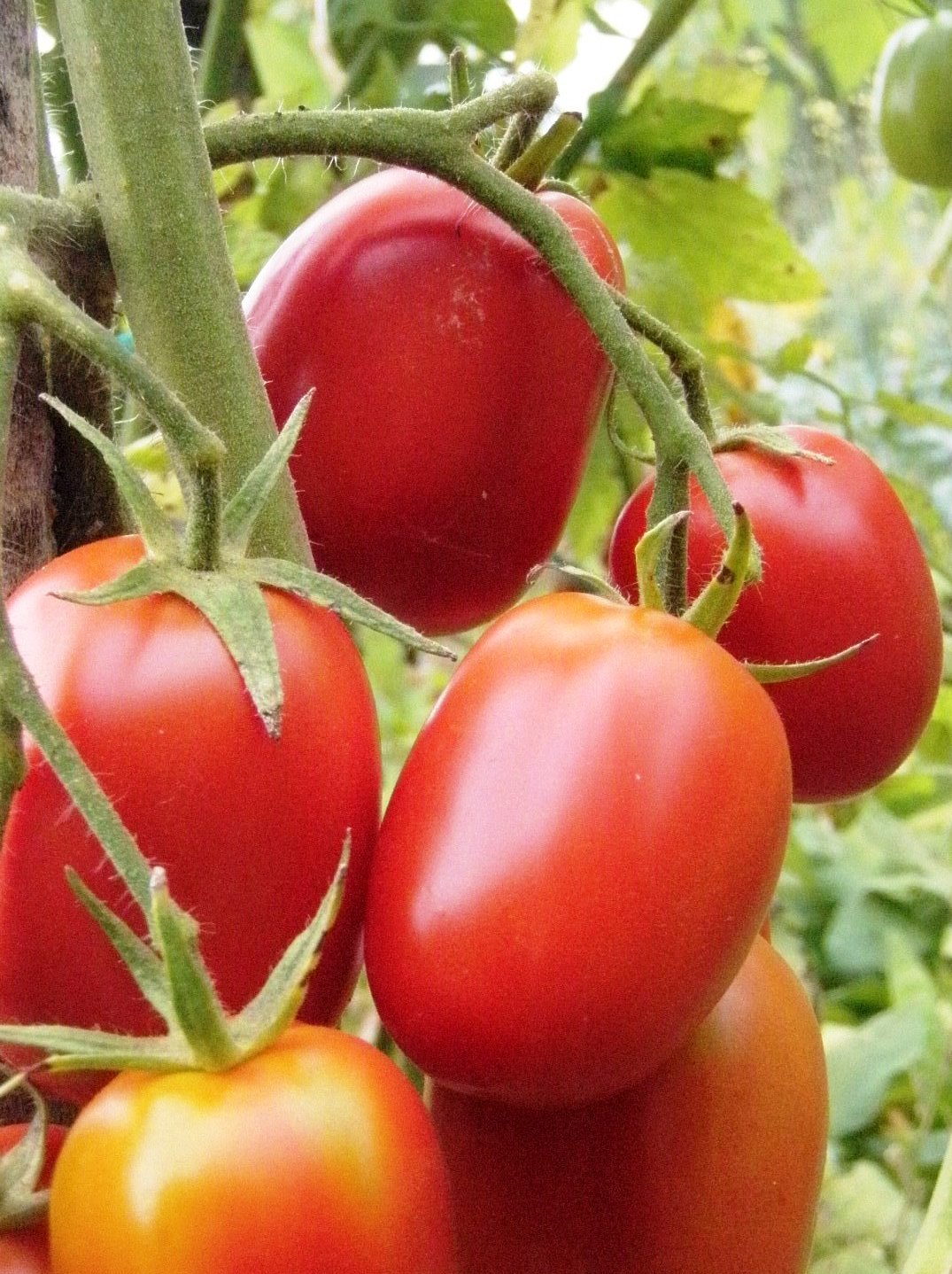 Tomato Debarao SEEDS - Le potager ornemental de Catherine
