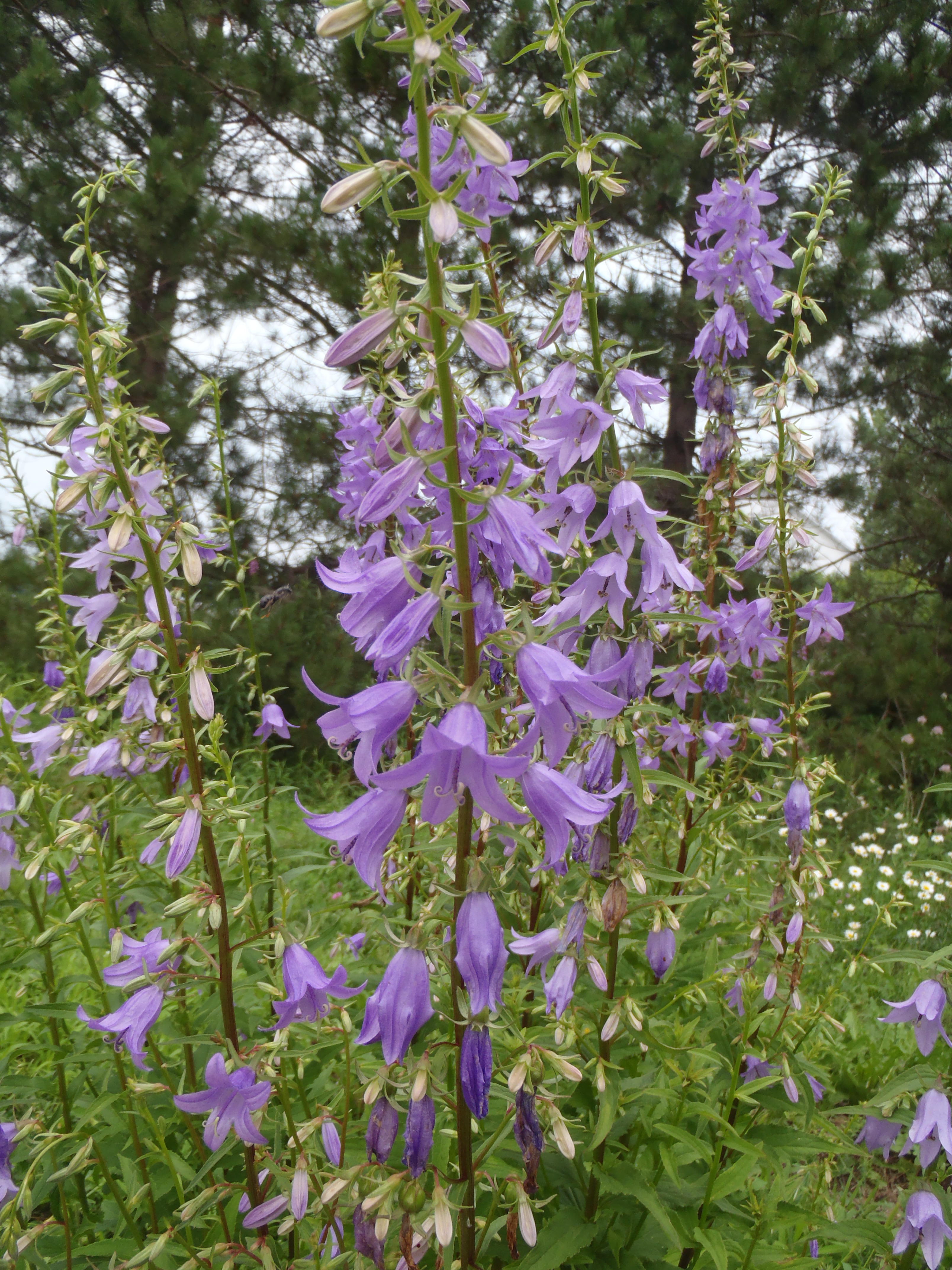 Adénophore à feuilles de lis | Le potager ornemental de Catherine