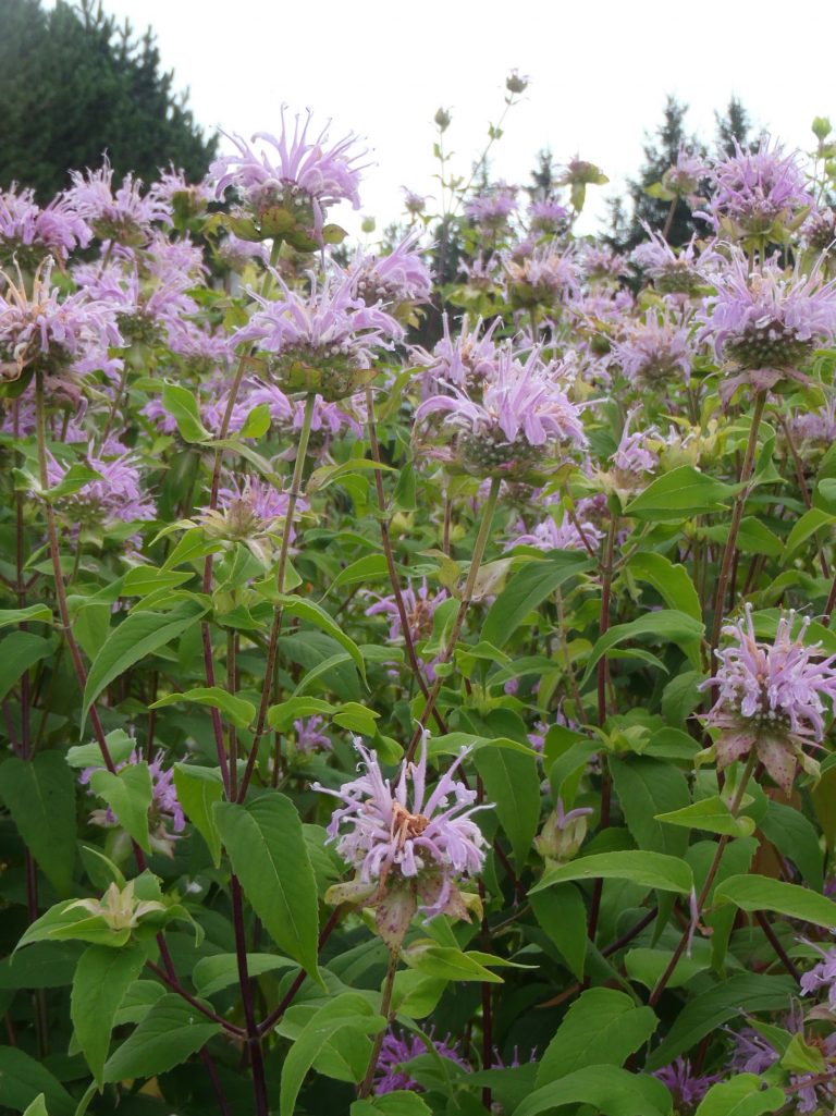 Monarde fistuleuse SEMENCES - Le potager ornemental de Catherine