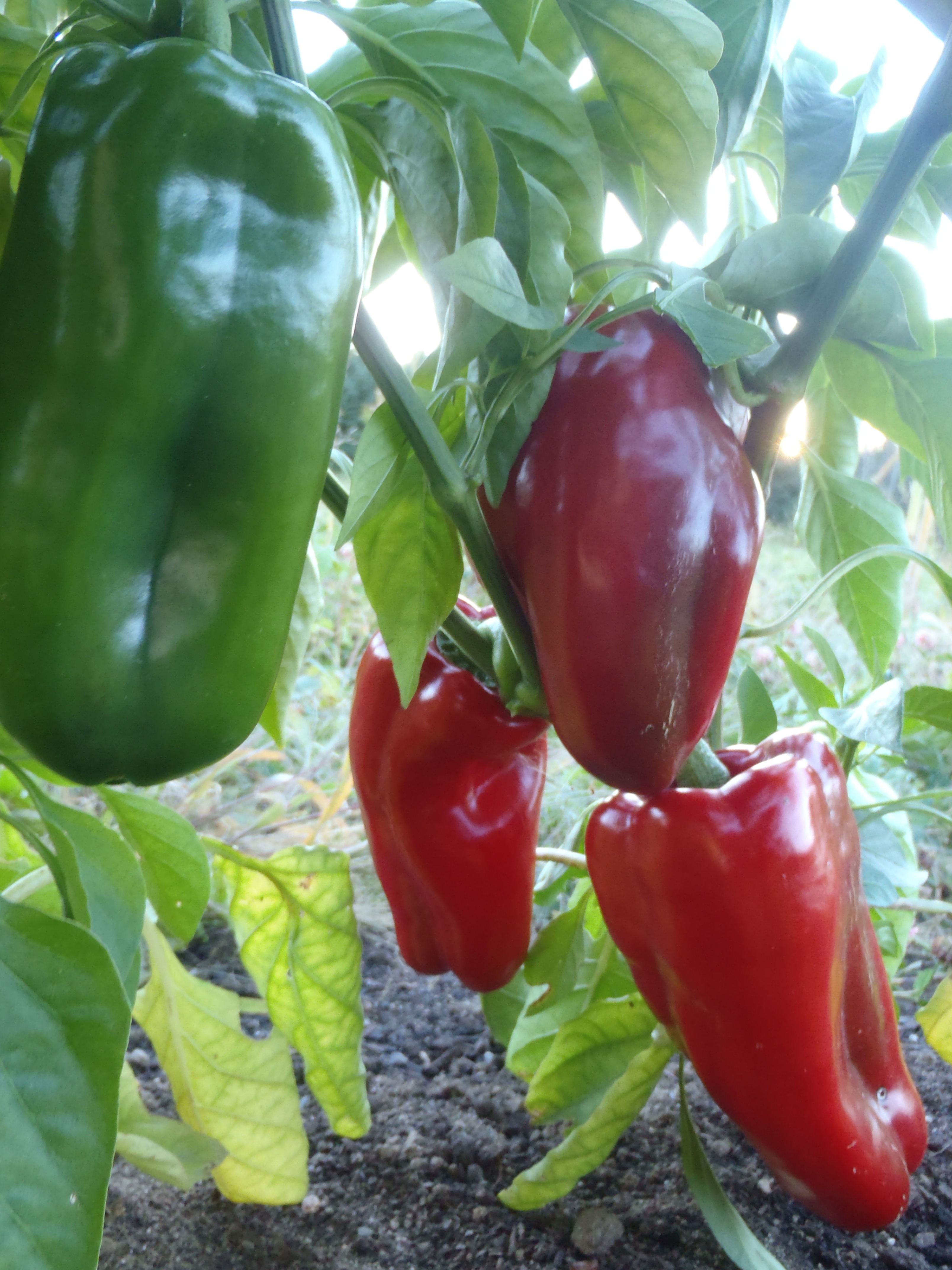 Poivron ‘Napoleon Sweet’ - Le potager ornemental de Catherine