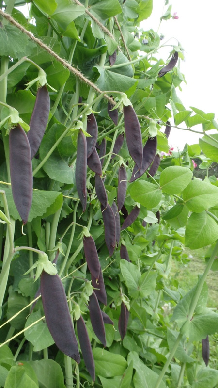 Les pois (pisum sativum) - Le potager ornemental de Catherine