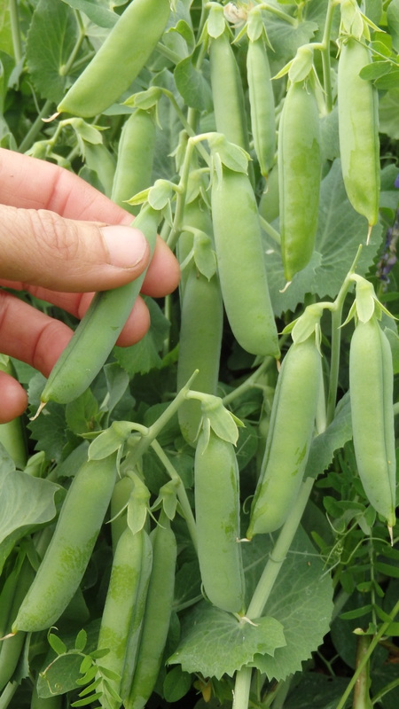 Les pois (pisum sativum) - Le potager ornemental de Catherine