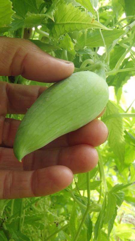 Achocha - SEMENCES Le potager ornemental de Catherine