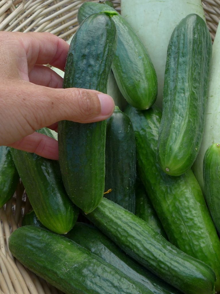 Concombre Muncher - SEMENCES Le potager ornemental de Catherine