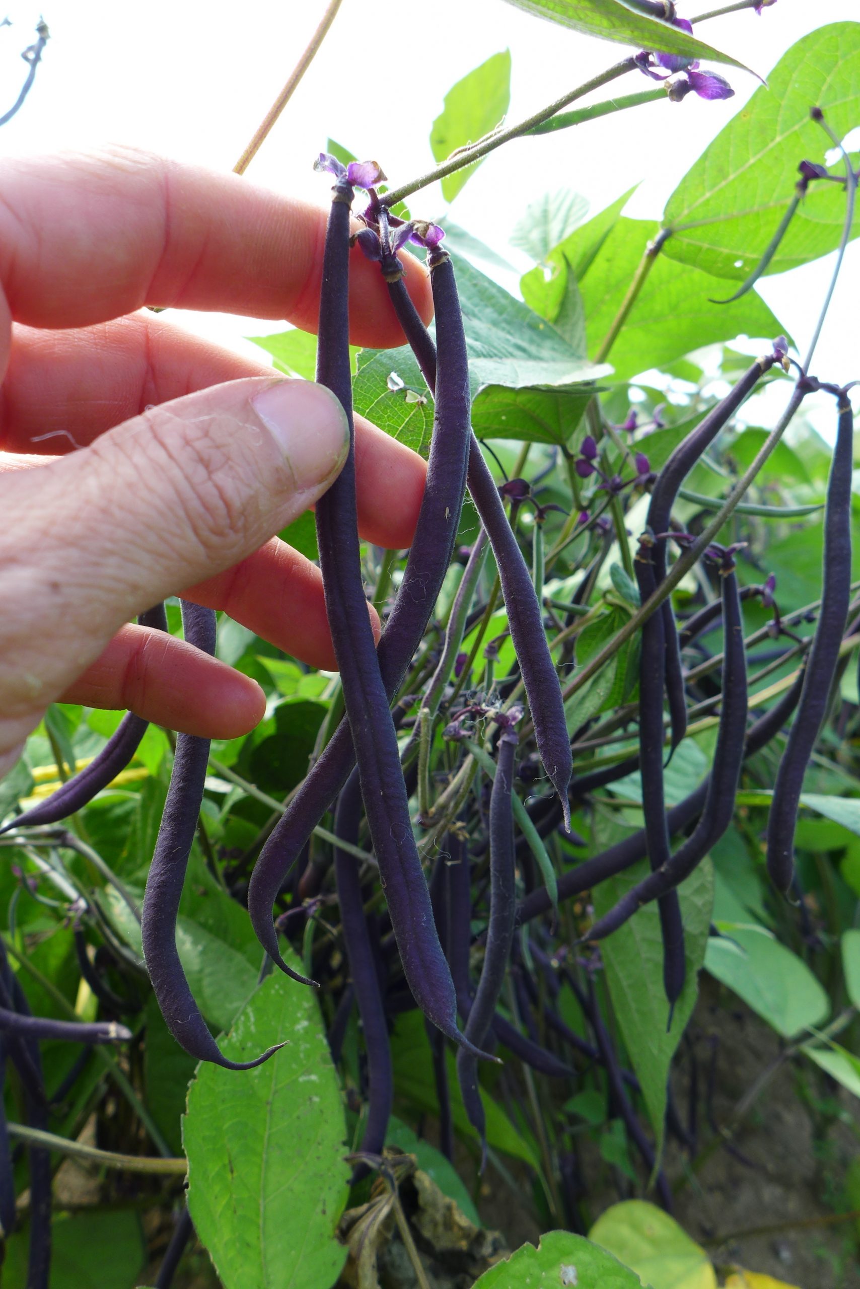 Velour bean - SEEDS Le potager ornemental de Catherine