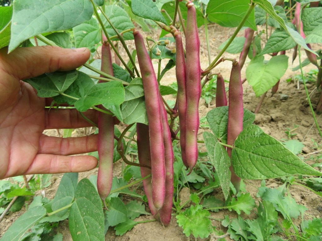 Bean Tanya's Pink Pod - SEEDS Le potager ornemental de Catherine