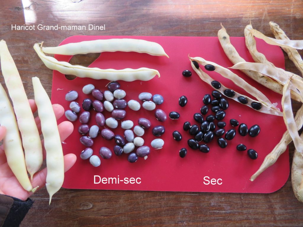 Les haricots demi-secs ou secs - Le potager ornemental de Catherine