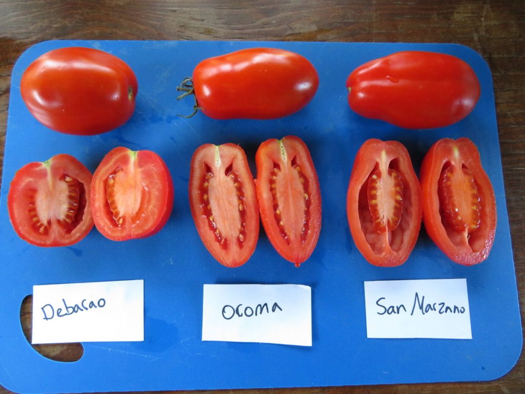 Tomate Debarao SEMENCES - Le potager ornemental de Catherine