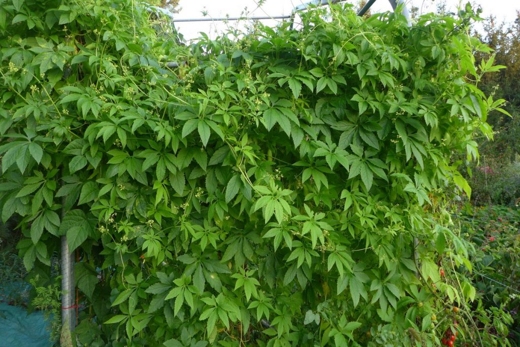 Achocha - SEMENCES Le potager ornemental de Catherine