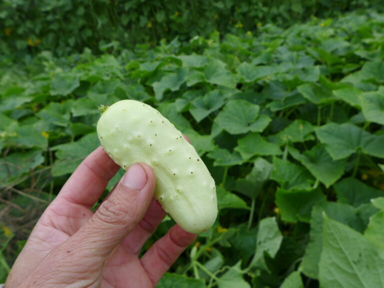 Cucumber Boothby's Blond - SEEDS Le potager ornemental de Catherine