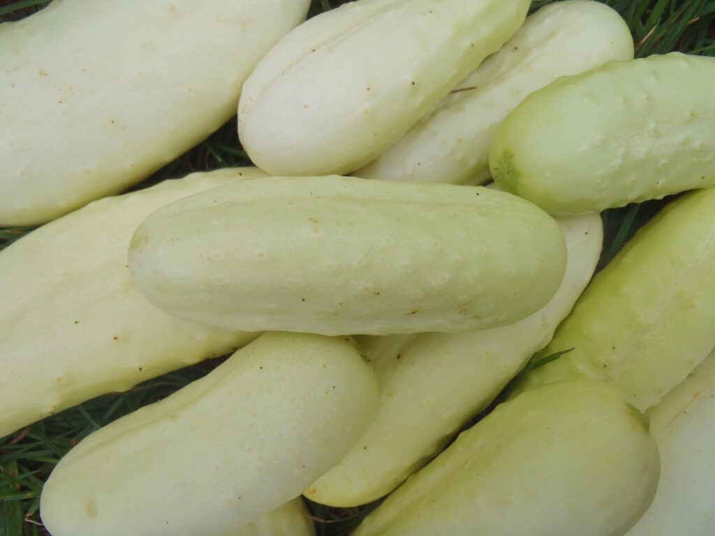 Cucumber Boothby's Blond - SEEDS Le potager ornemental de Catherine