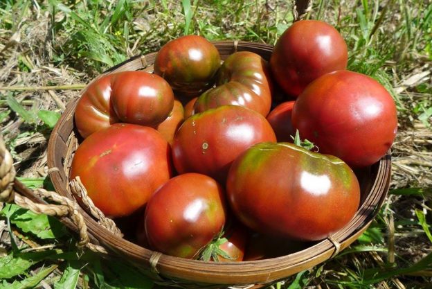 Tomate Noire de Crimée SEMENCES - Le potager ornemental de Catherine