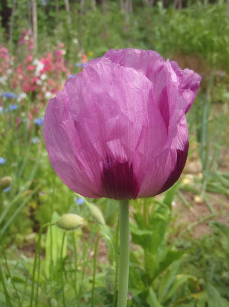 Pavot Hungarian blue SEMENCES - Le potager ornemental de Catherine