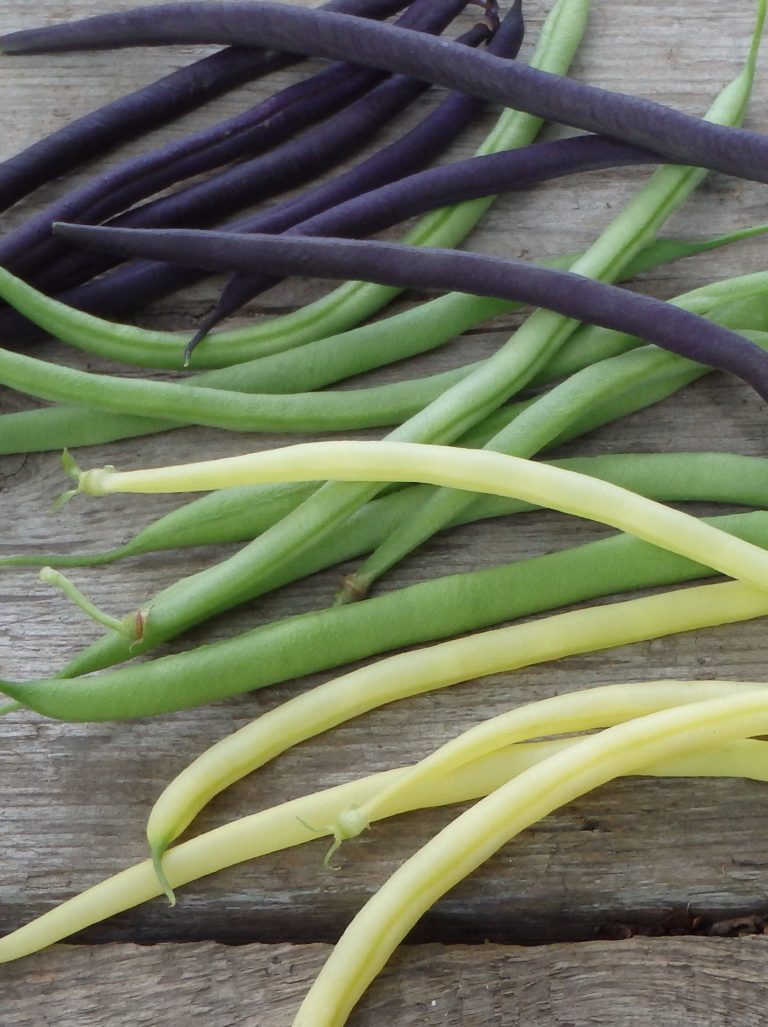 French filet beans mix - SEEDS Le potager ornemental de Catherine