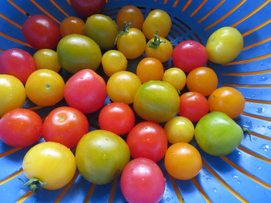 Tomates micro (5 variétés) SEMENCES - Le potager ornemental de Catherine