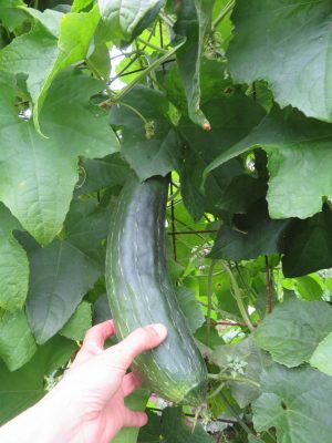 Loofah squash SEEDS - Le potager ornemental de Catherine
