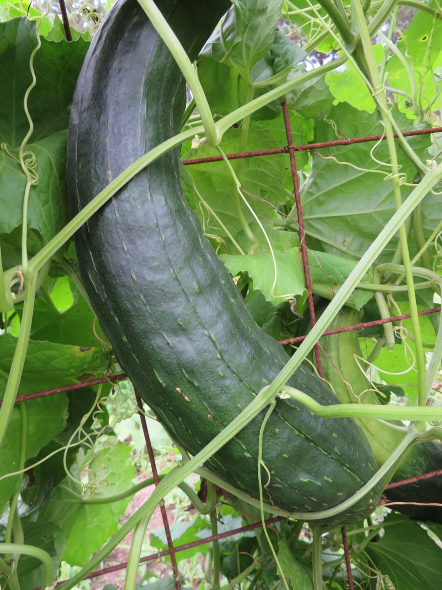 Loofah squash SEEDS - Le potager ornemental de Catherine