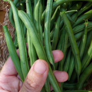 Bean Seychelles - SEEDS Le potager ornemental de Catherine