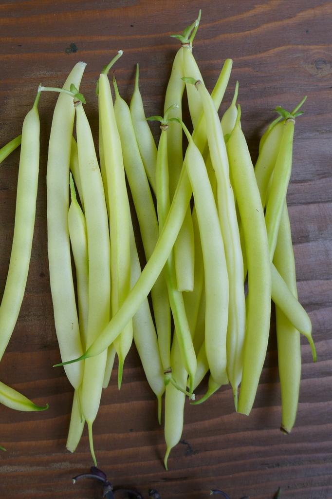 Bean Golden Child Filet - SEEDS Le potager ornemental de Catherine