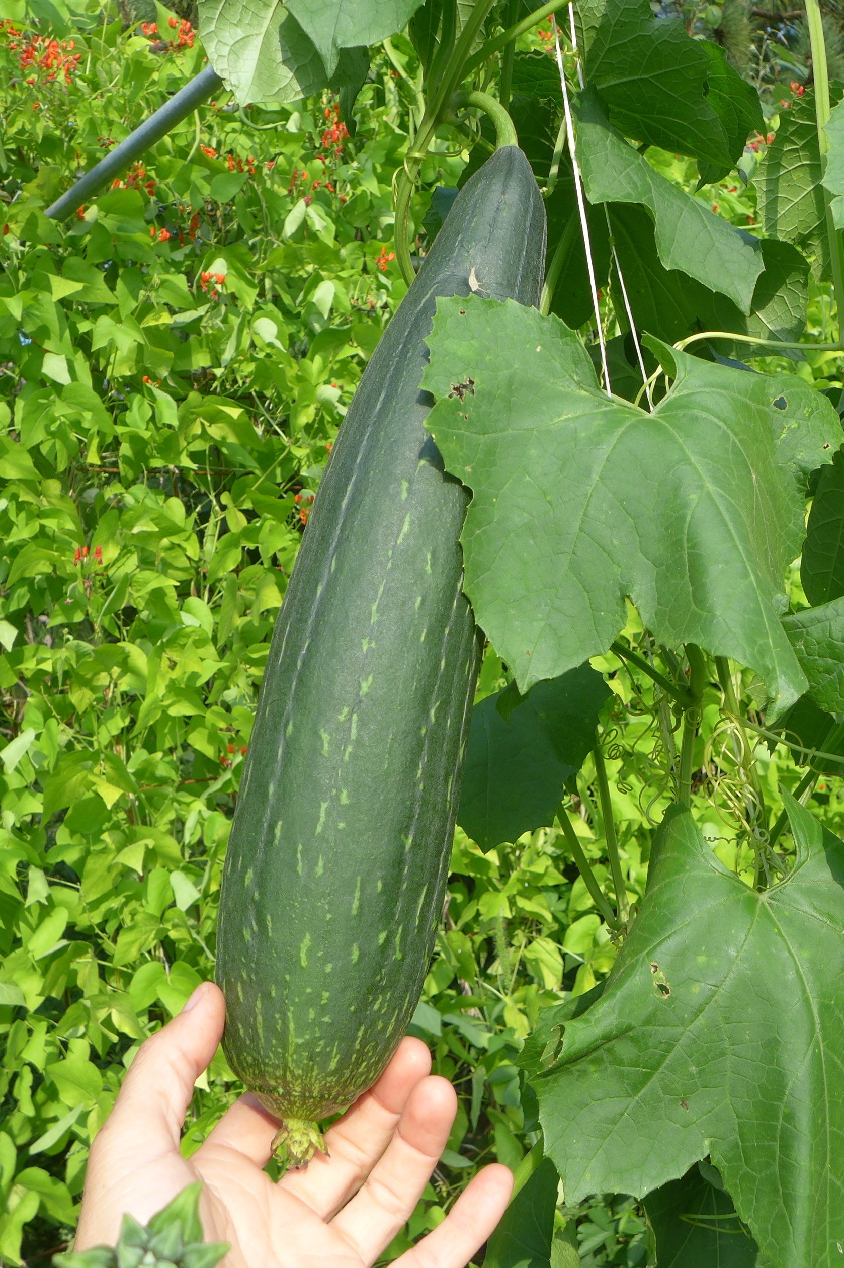 Loofah squash SEEDS - Le potager ornemental de Catherine