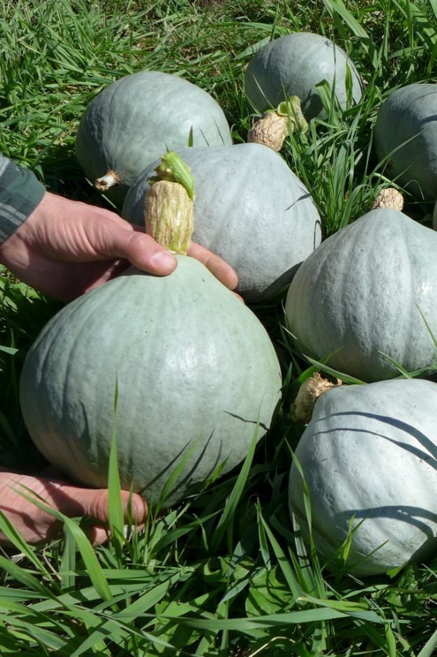Courge Hubbard Blue Ballet - SEMENCES Le potager ornemental de Catherine