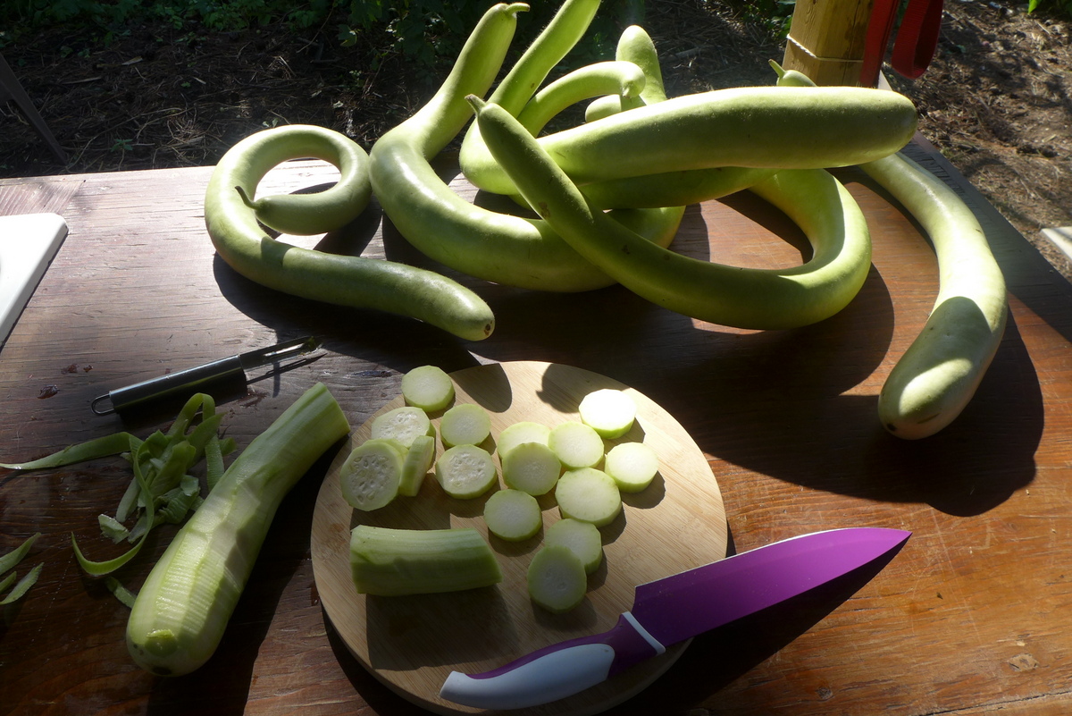 Squash Cucuzza - SEEDS Le potager ornemental de Catherine