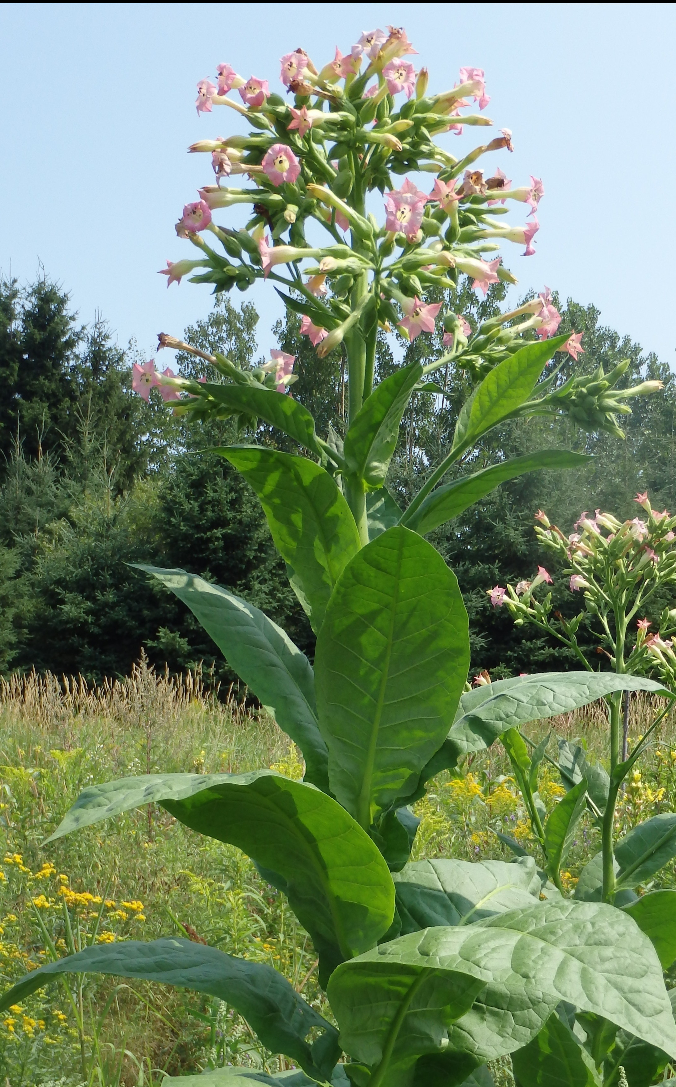 Tabac Parfum D’Italie | Le potager ornemental de Catherine