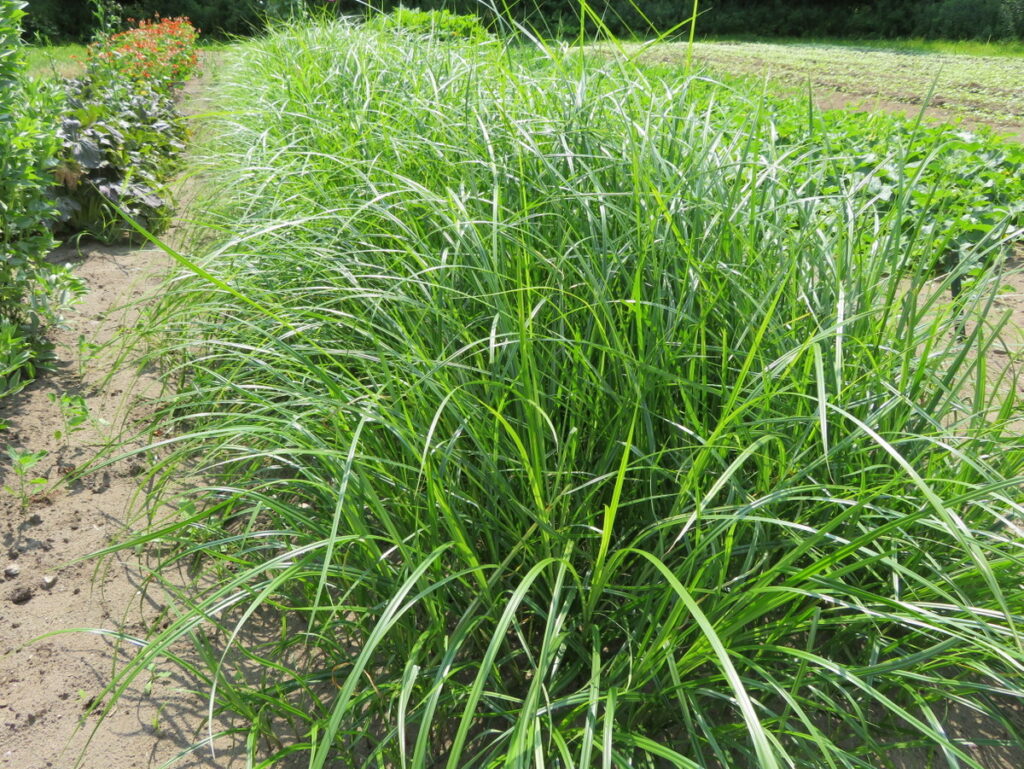 Souchet comestible SEMENCES - Le potager ornemental de Catherine