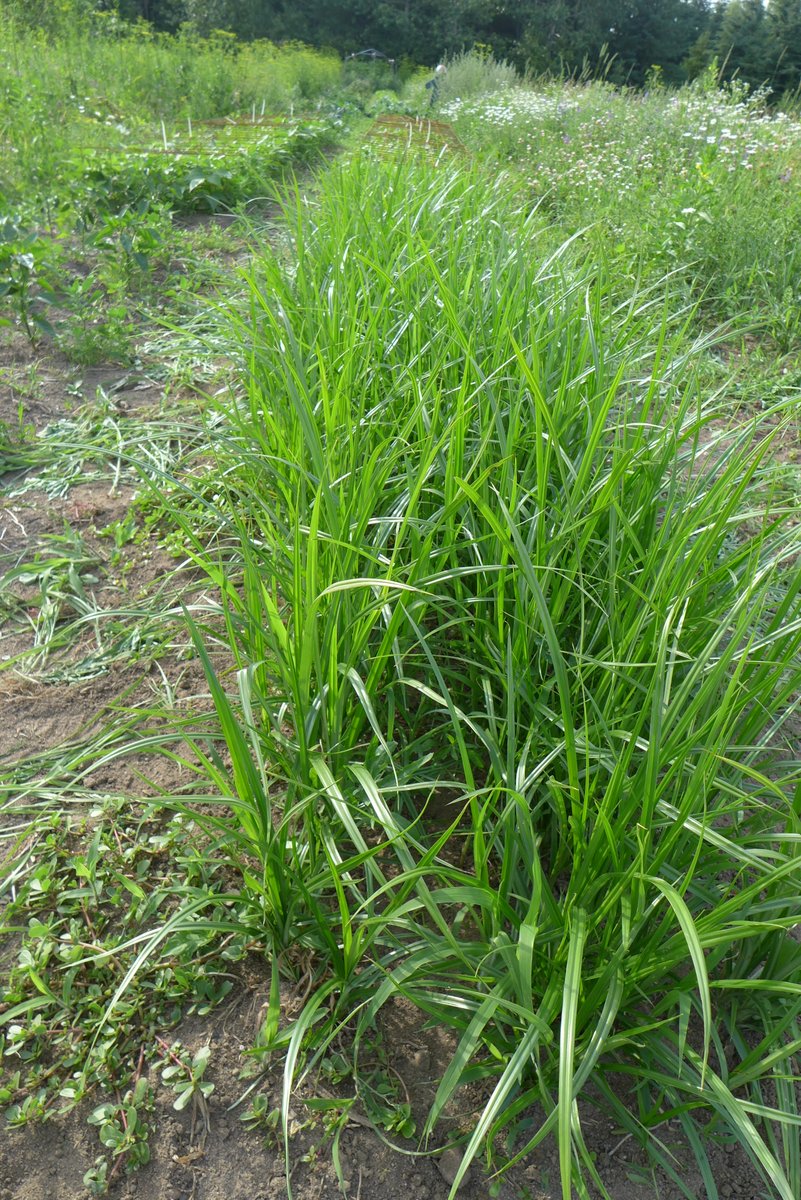 Souchet comestible SEMENCES - Le potager ornemental de Catherine