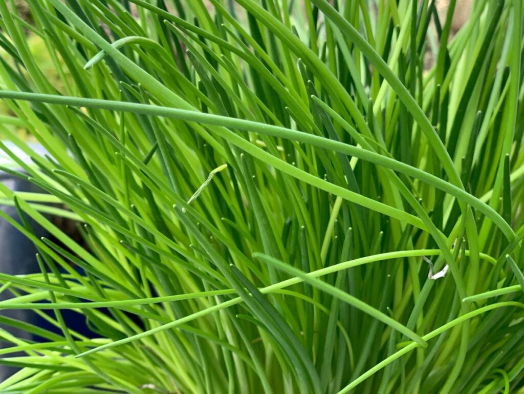 Chives - SEEDS Le potager ornemental de Catherine