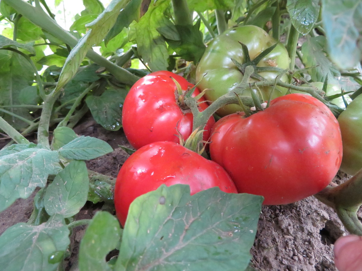 Tomate Red Brandywine - SEMENCES Le potager ornemental de Catherine