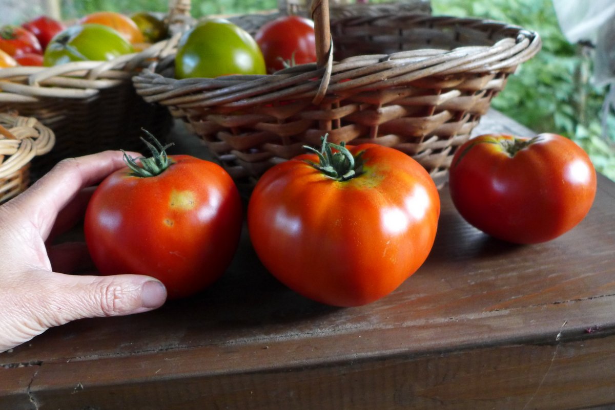 Tomate Red Brandywine - SEMENCES Le potager ornemental de Catherine