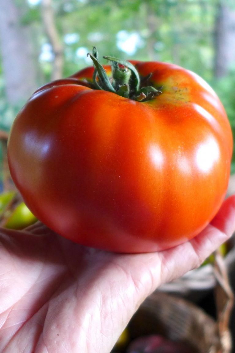 Tomate Red Brandywine - SEMENCES Le potager ornemental de Catherine