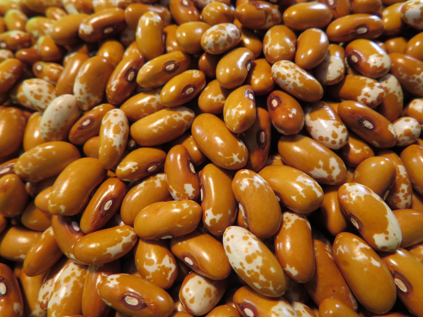 Zuni Gold bean - SEEDS Le potager ornemental de Catherine