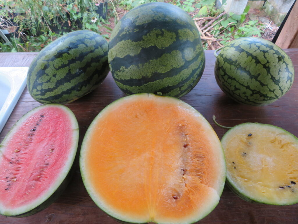 Melons d'eau en trio SEMENCES - Le potager ornemental de Catherine