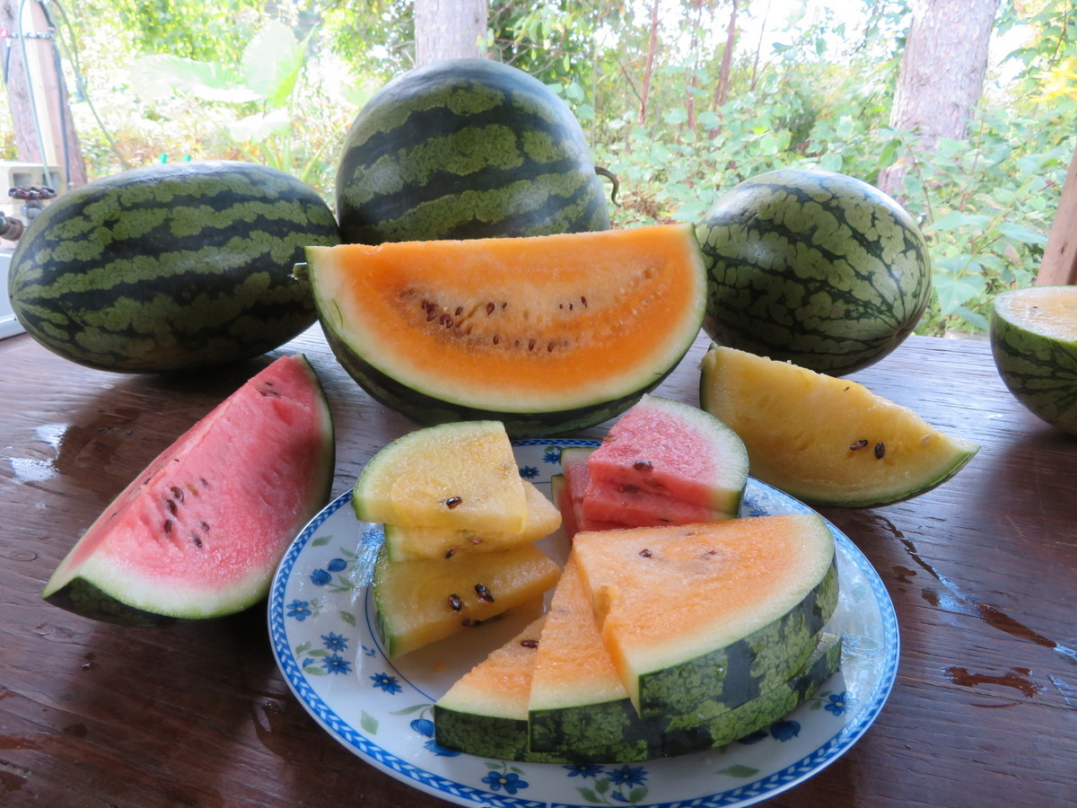 Melons d'eau en trio SEMENCES - Le potager ornemental de Catherine