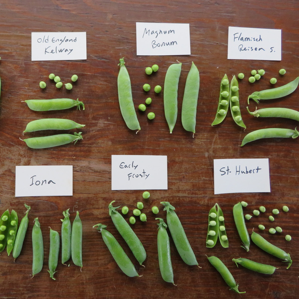 Les pois (pisum sativum) - Le potager ornemental de Catherine