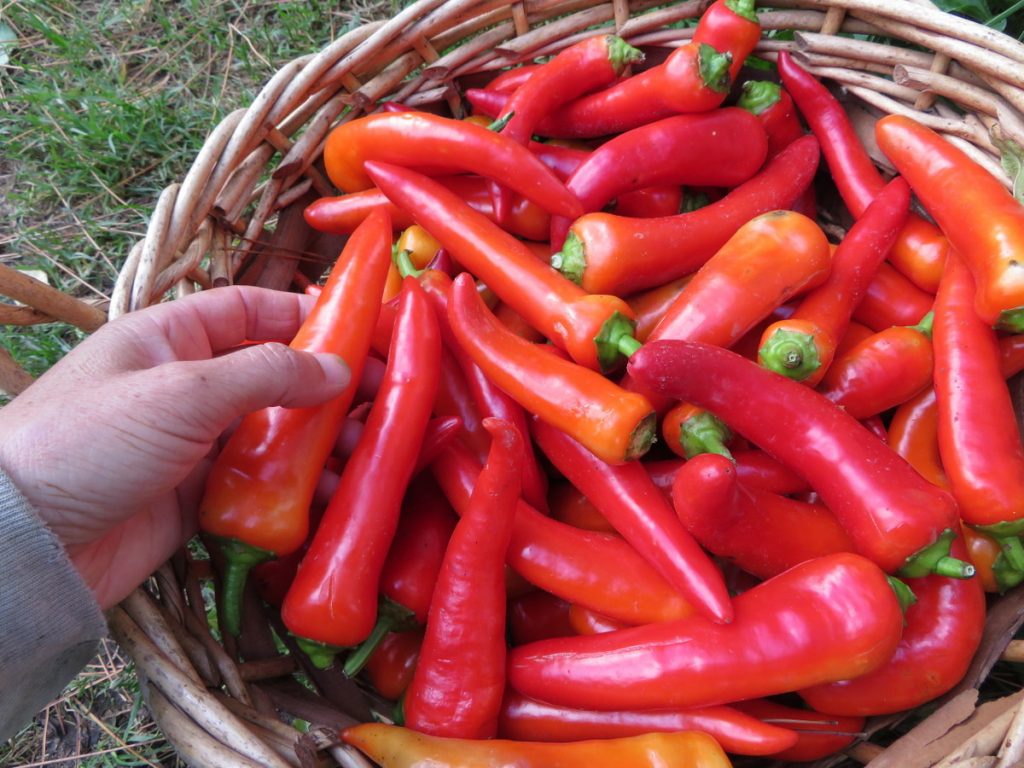 Piment Hot Banana SEMENCES - Le potager ornemental de Catherine