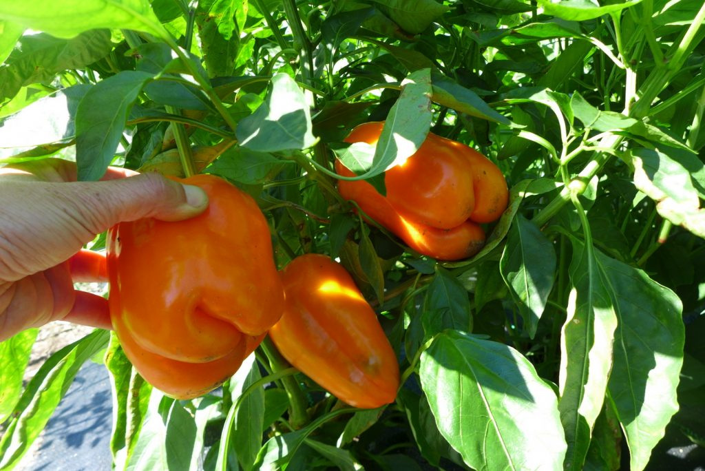 Sweet pepper Orange Sun - SEEDS Le potager ornemental de Catherine