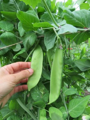 Chinese Giant pea SEEDS - Le potager ornemental de Catherine