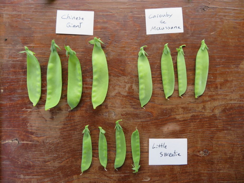 Chinese Giant pea SEEDS - Le potager ornemental de Catherine