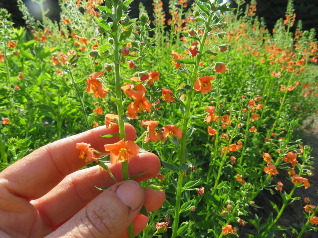 Alonsoa Coral Beauty SEEDS - Le potager ornemental de Catherine
