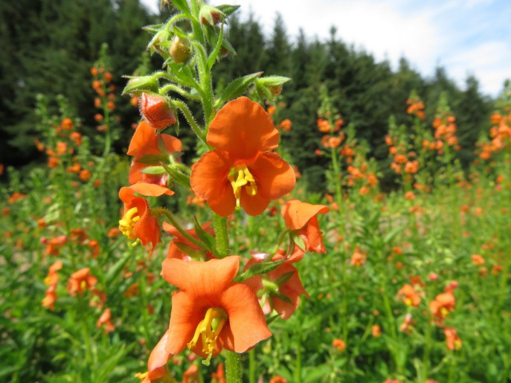 Alonsoa Coral Beauty SEEDS - Le potager ornemental de Catherine
