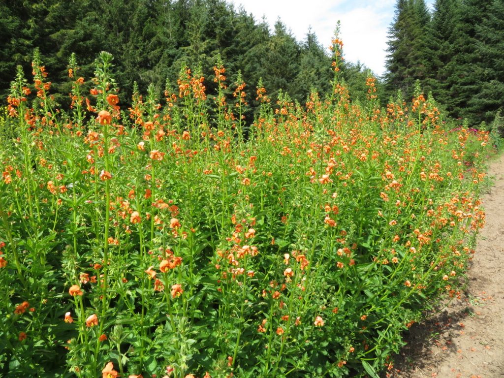 Alonsoa Coral Beauty SEEDS - Le potager ornemental de Catherine