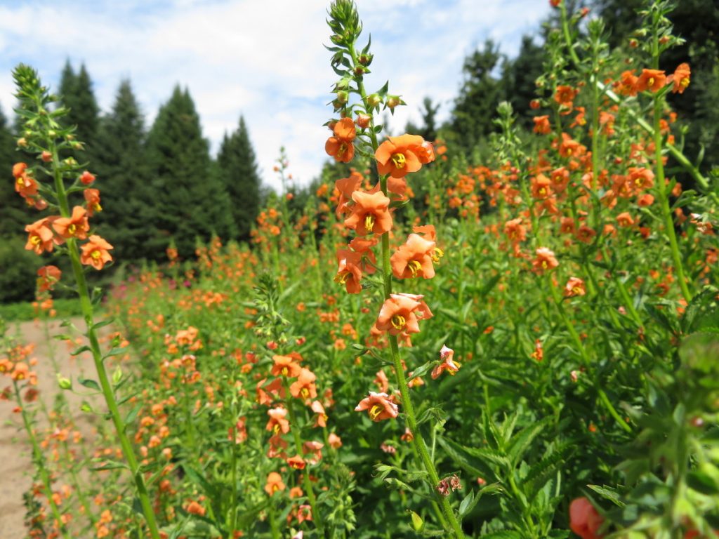 Alonsoa Coral Beauty SEEDS - Le potager ornemental de Catherine