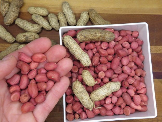 Peanut Valencia - SEEDS Le potager ornemental de Catherine