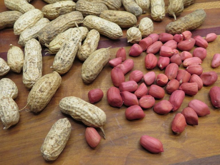 Peanut Valencia - SEEDS Le potager ornemental de Catherine